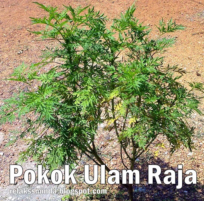 Petua dan Herba - Keistimewaan Ulam Raja - Relaks Minda