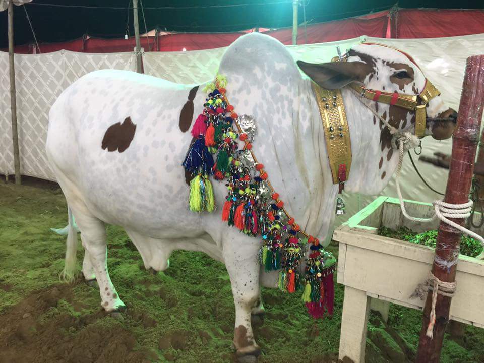 Karachi Cow Mandi 2023 New Pictures Photos Videos Lahore Pakistan Price