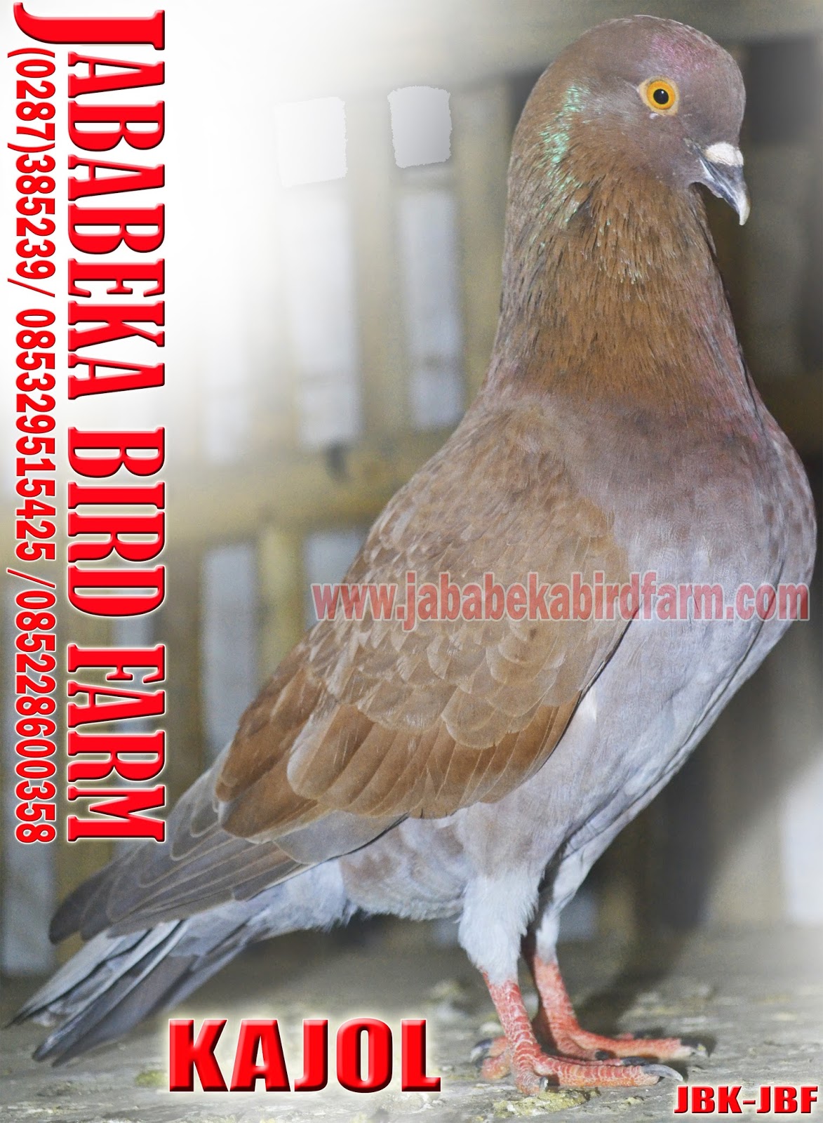 085228600358 / 085329515425 4 Karakter Kunci Merpati Kolong Juara Oleh ...