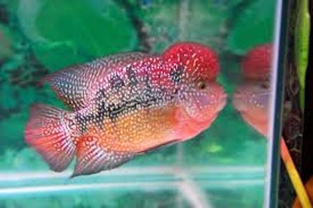 7 Jenis Ikan Lohan Sebagai Ikan Hias Air Tawar Yang Cantik - Ikan Hias ...