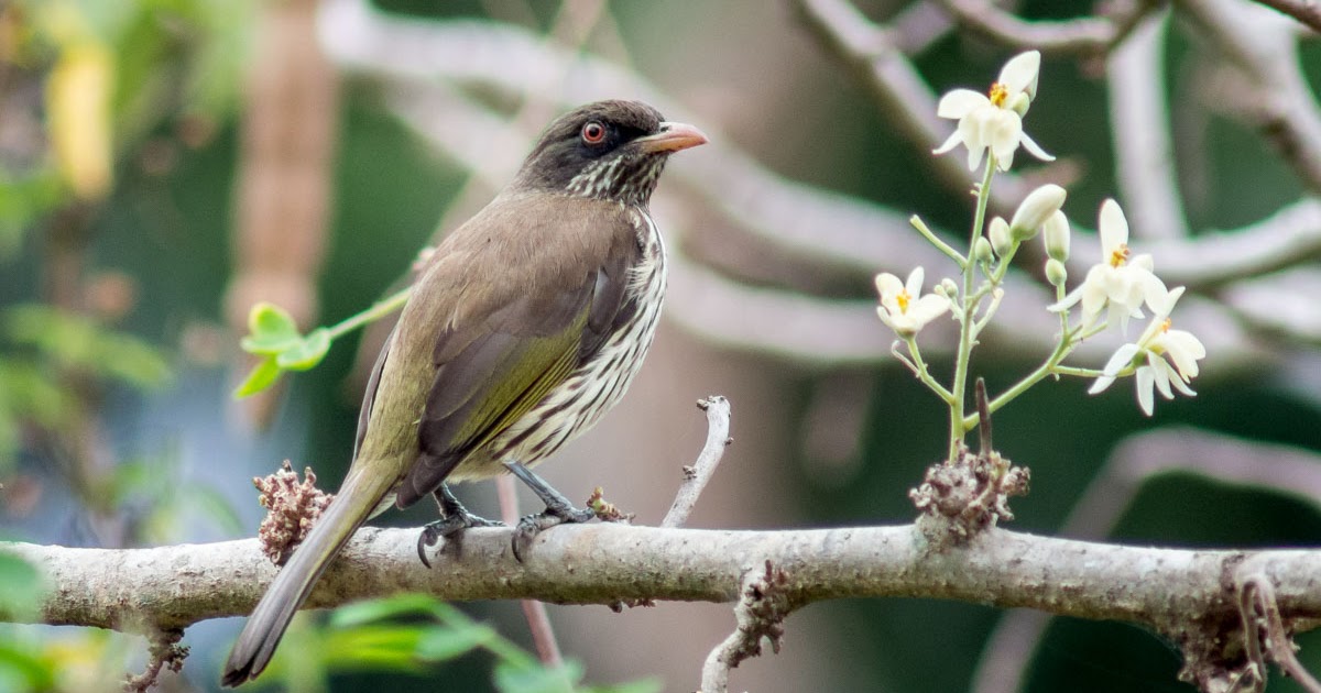 Cigüa Palmera (Dulus Dominicus), Ave Nacional Dominicana.