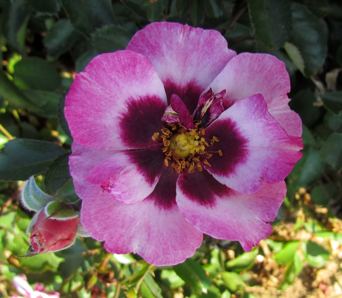 Rose Hybridizing: New Eyeconic for 2013
