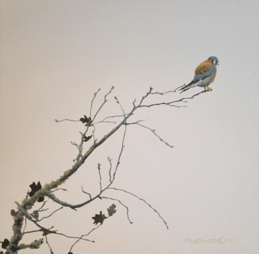 The Art of Peter Mathios: American Kestrel
