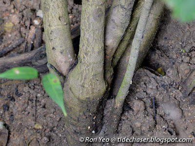 tHE tiDE cHAsER: Chengam (Scyphiphora hydrophyllacea)