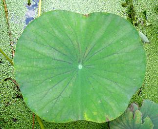 Hoja Peltada (peltata): - Botánica integra