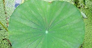 Hoja Peltada (peltata): - Botánica integra