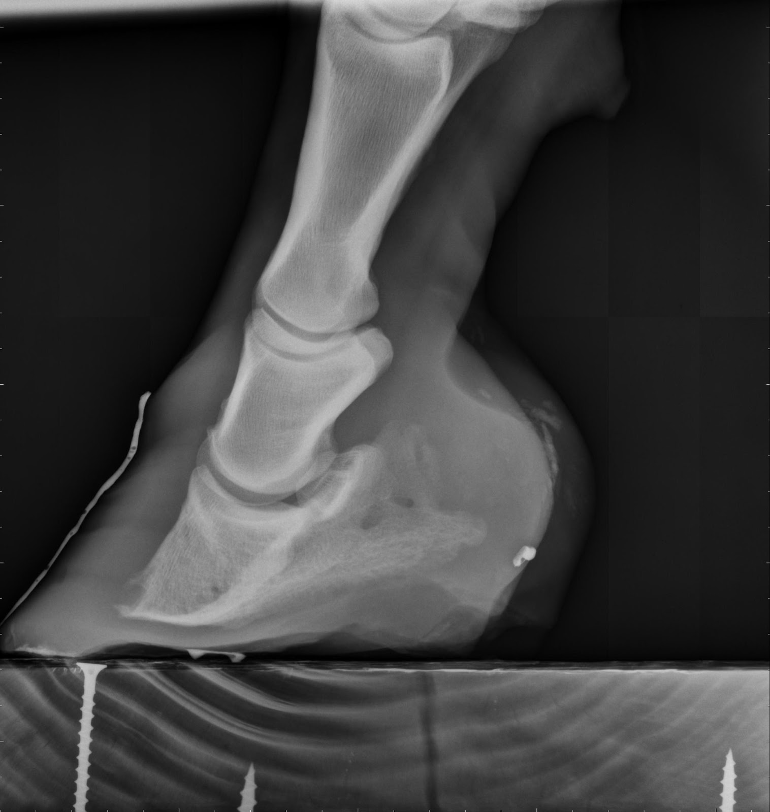 Innovative Equine Podiatry: Theory of two loads article