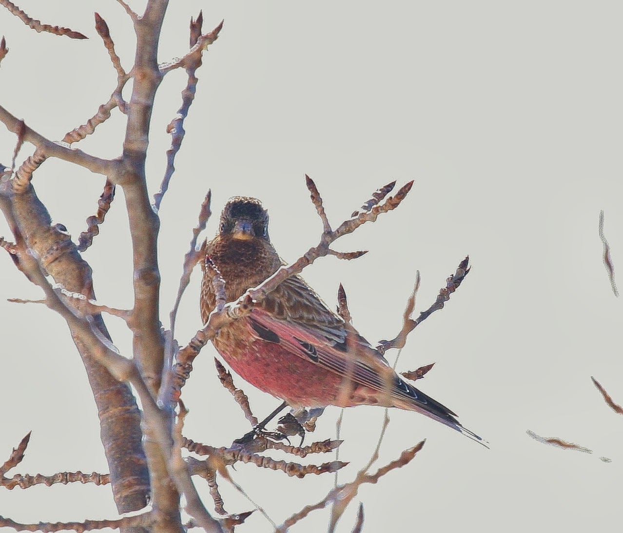 At Home on Azure Sky: Bouquet of Rosies: Rosy Finches of Sandia Crest
