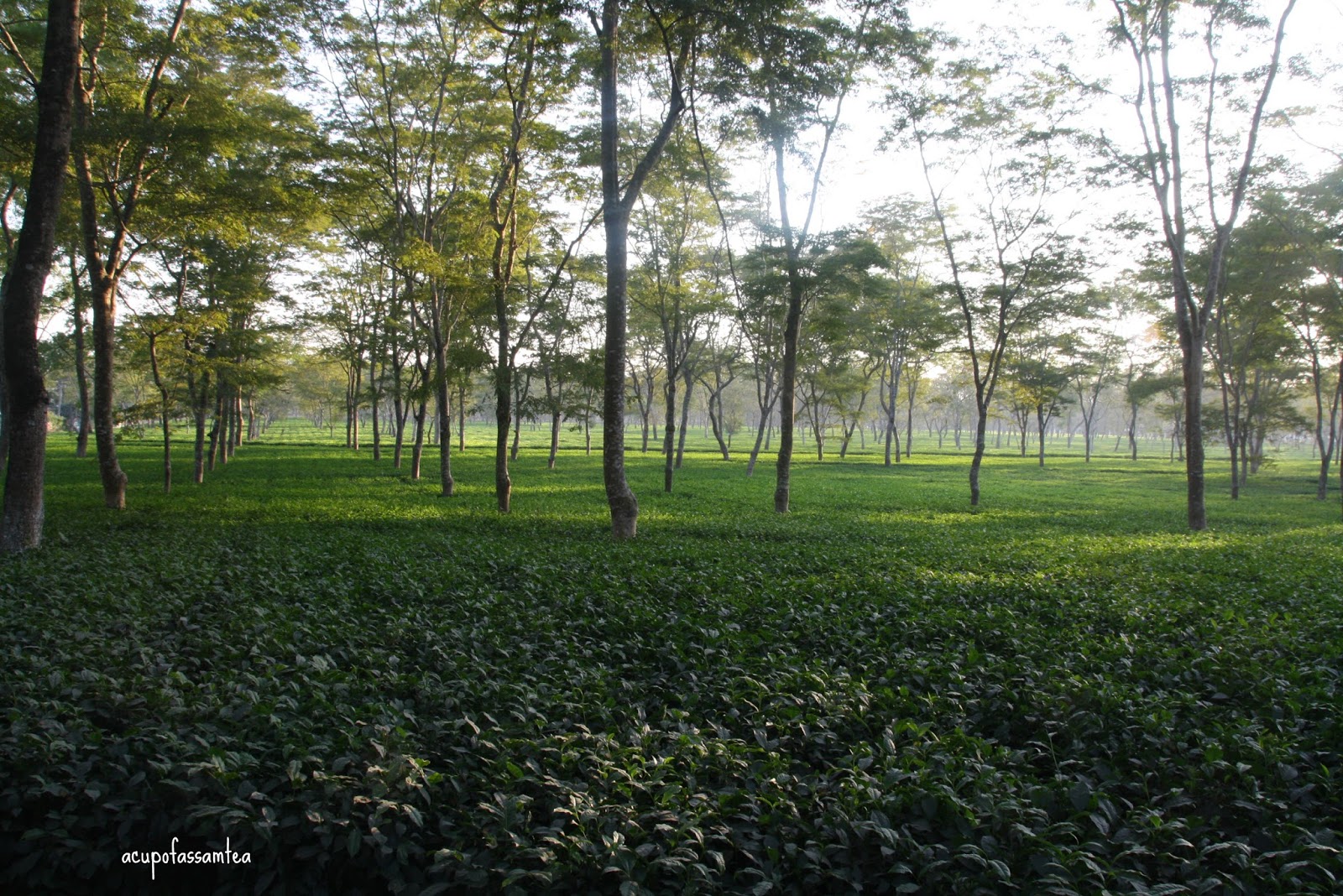 The name, A cup of Assam tea