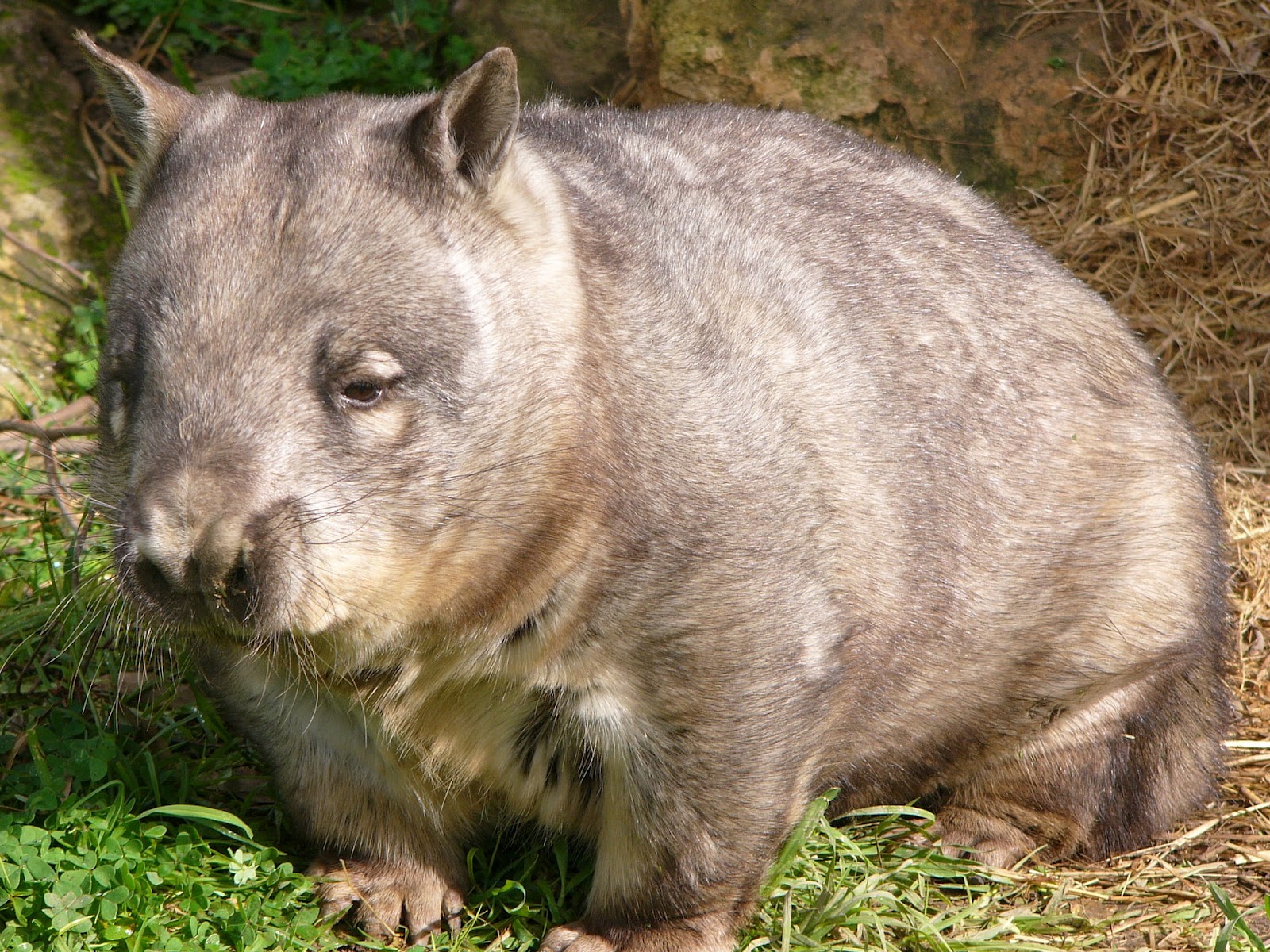 Let's Draw Endangered Species! : ): Hairy-nosed Wombat