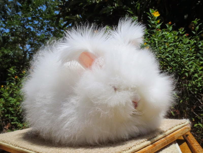 English Angora Bunny