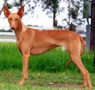 Fred's Humboldt Blog: Faro Hounds