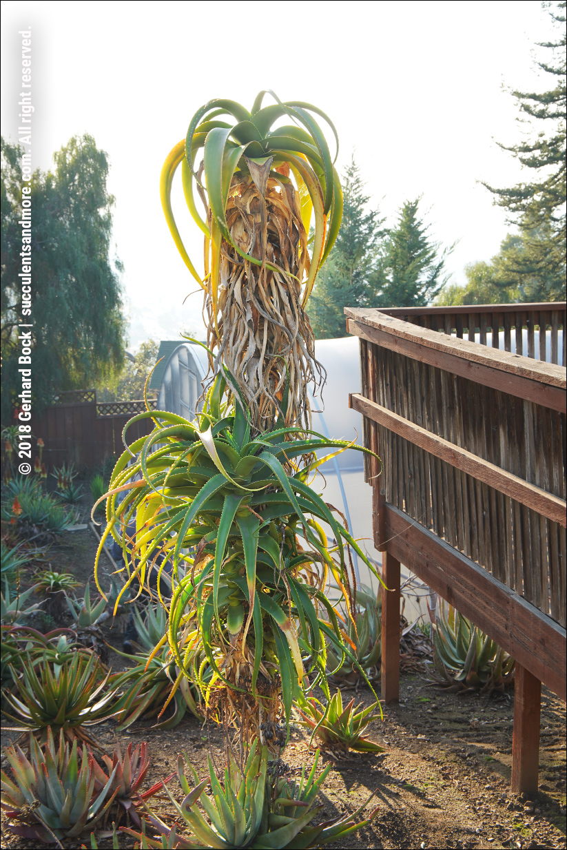 John Miller's Oakland aloe garden (Institute for Aloe Studies)