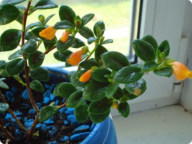 Plants in danger: Ten the most unusual houseplants