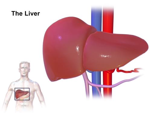 The Liver and Its Functions ~ The Biology School