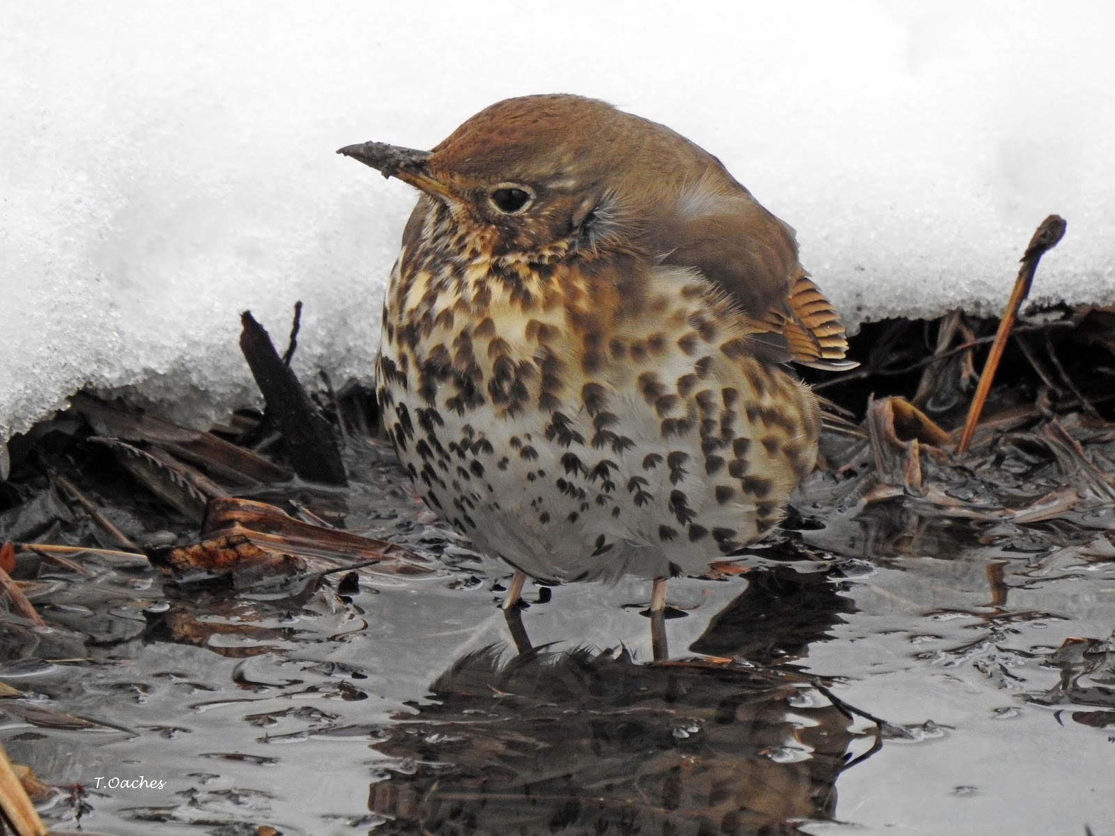 PASARI DIN ROMANIA: STURZ CANTATOR, Turdus philomelos