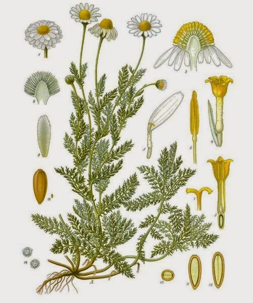Auntie Kandy's Apothecary: Chamomile (Matricaria recutita) Monograph