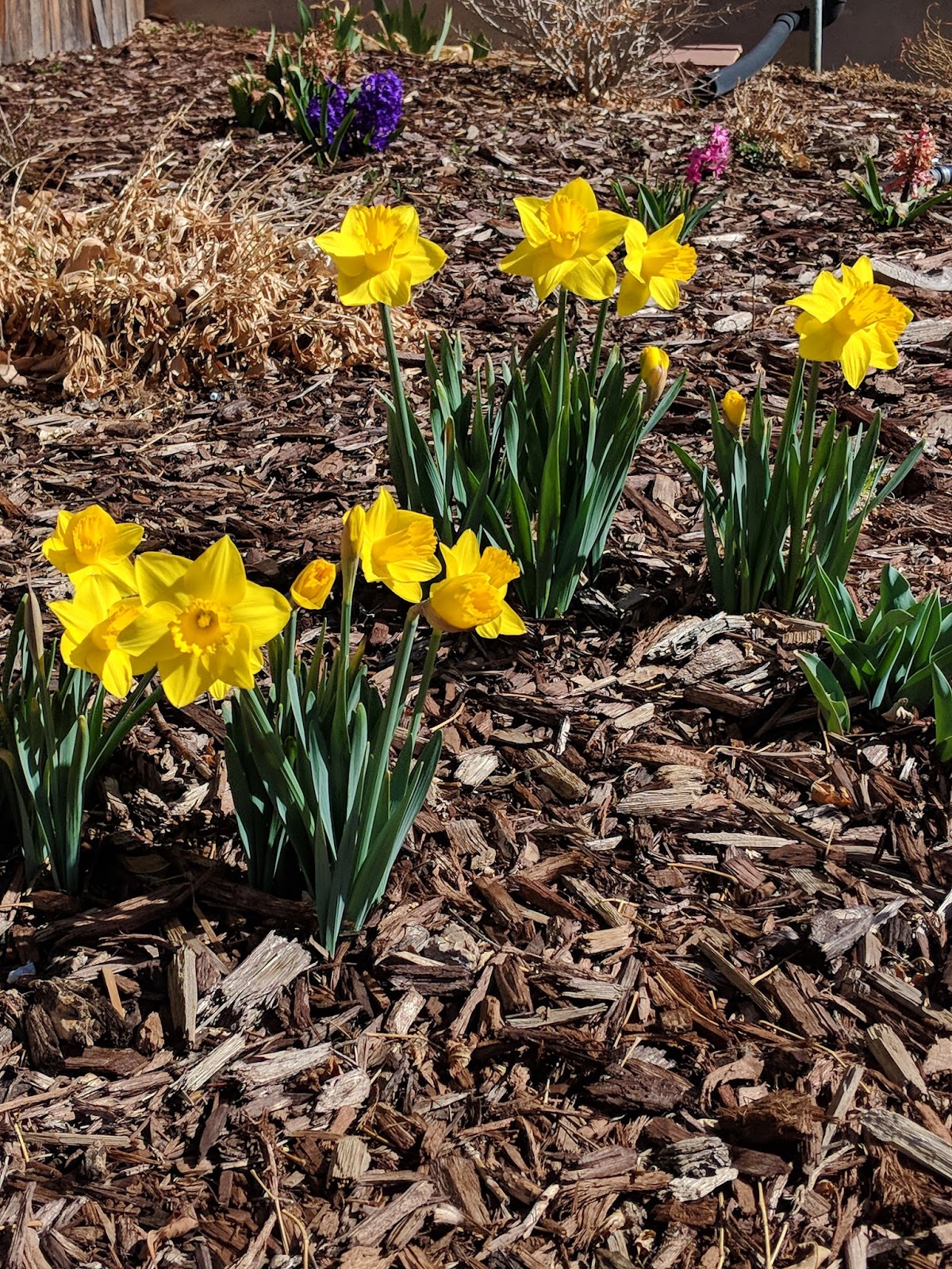 περιπλάνηση: Sunshine Sunday (& Shady Spots)