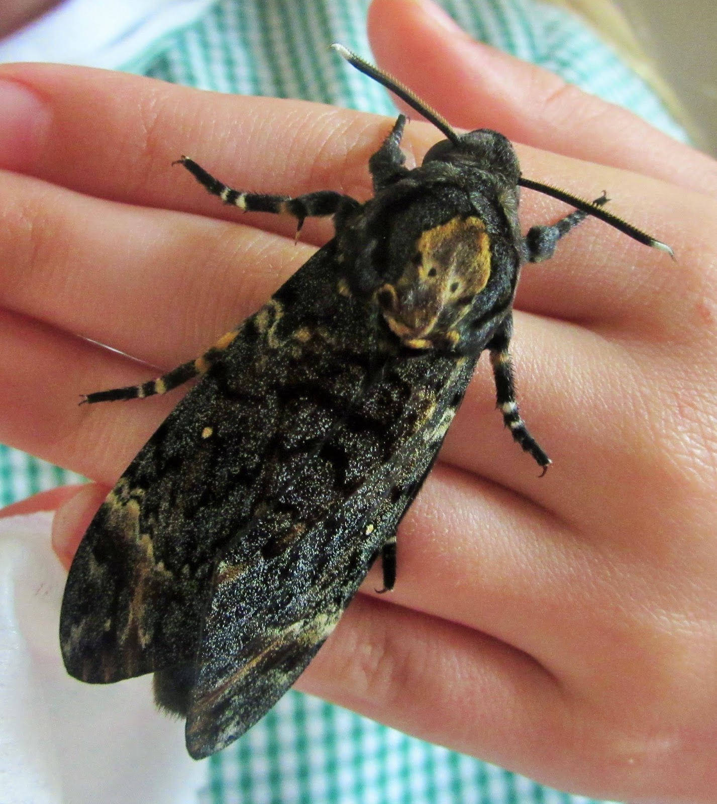 Bug Mad Girl: More Death's Head Hawk Moths