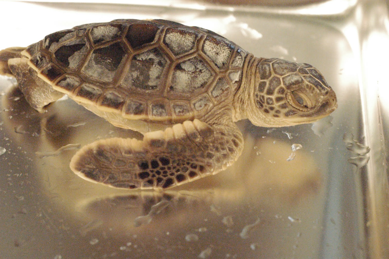 Biology of the Reptilia: Lab 2: Testudines (Brad and Michelle)