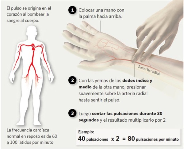 Cultura Fisica: Frecuencia cardiaca