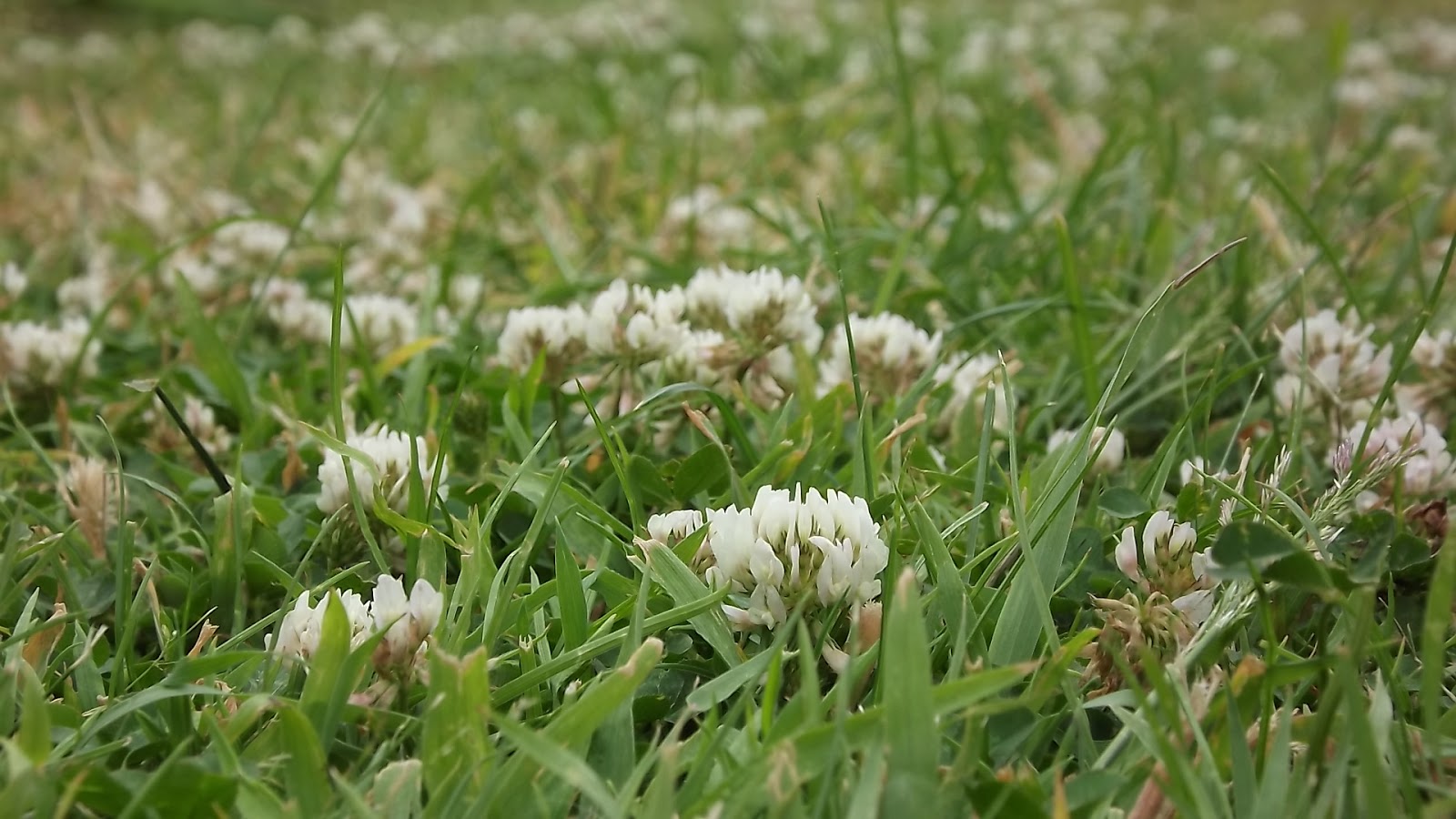 Plants, insects and animals: White clover