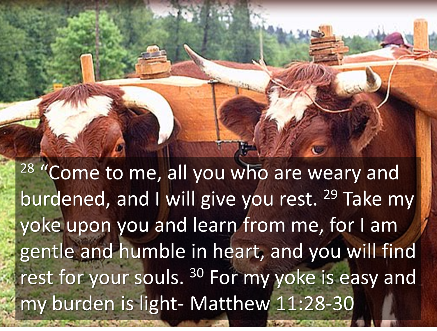 HOW IN THE WORLD!!: The Jesus Guide To Happiness (3).... Blessed are ...