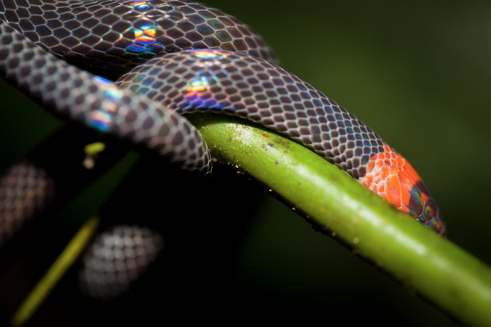 Sticky Rice Travel - Photostream: Snakes of Borneo