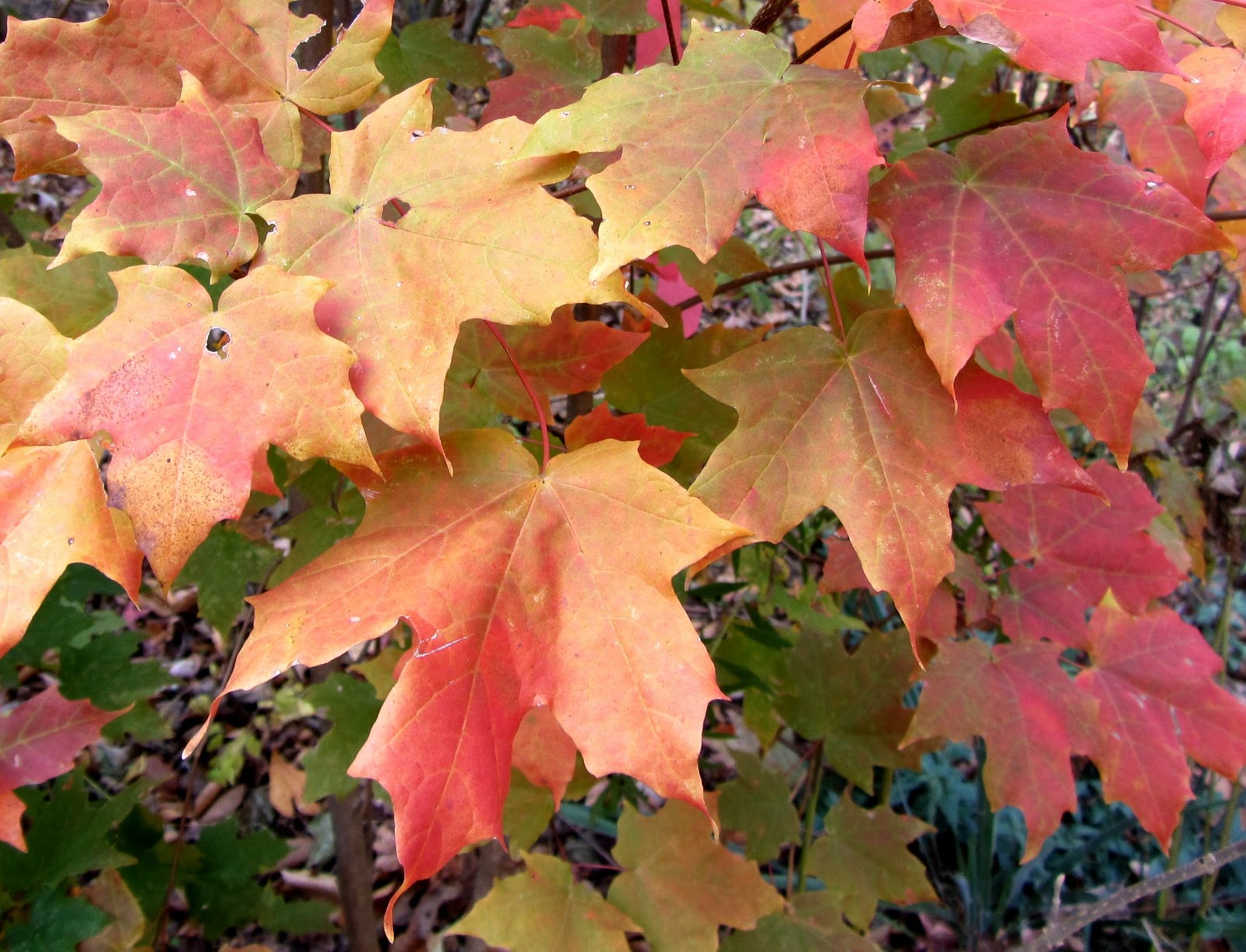 Using Georgia Native Plants: Underused Native Trees