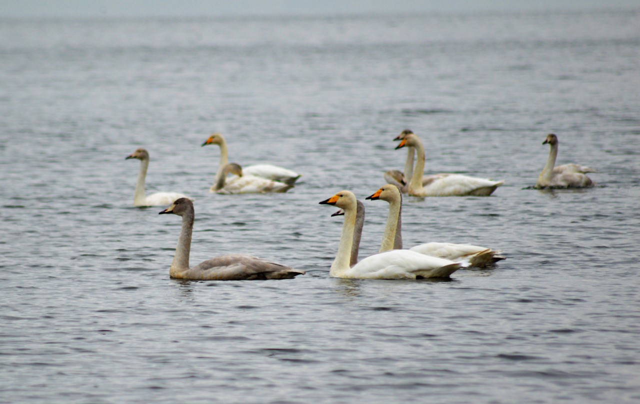 NI Bird Pics: Whooper Swans & Grey Heron -- David Morrow.