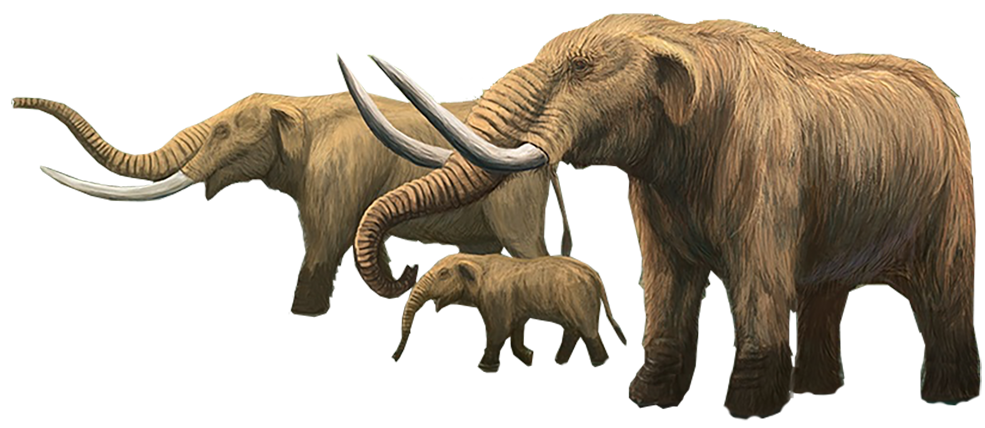 Flora Dan Fauna Dunia: Mastodon