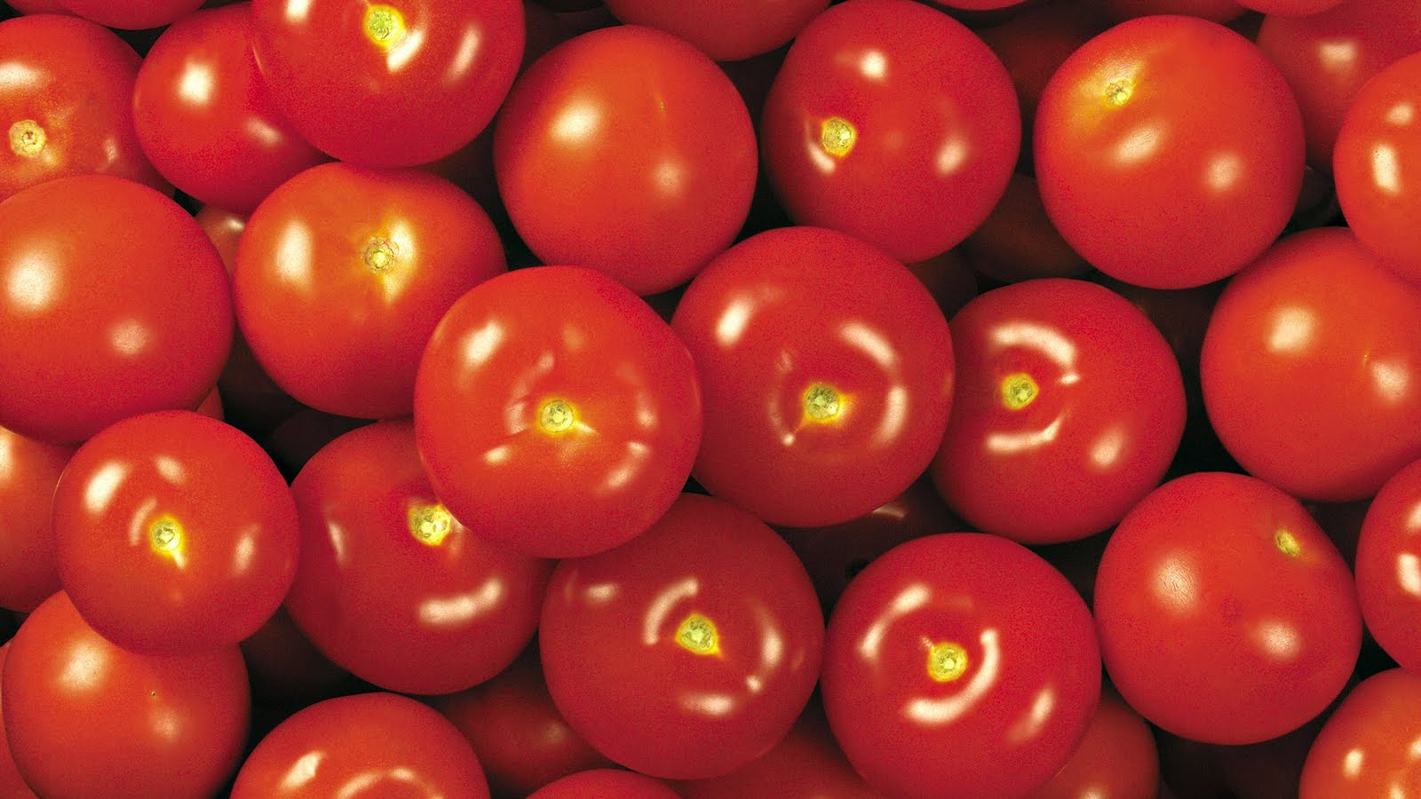 Future Genomics: How many genes in Tomato