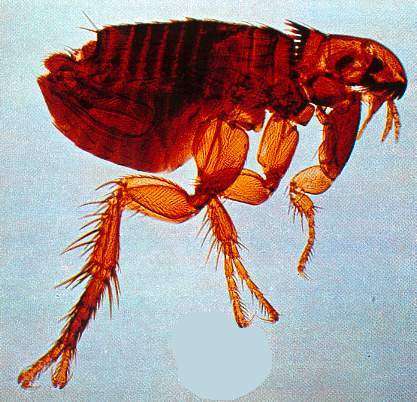 Les Agents Sans Secret: ROTHSCHILD OU LA PASSION DES PUCES