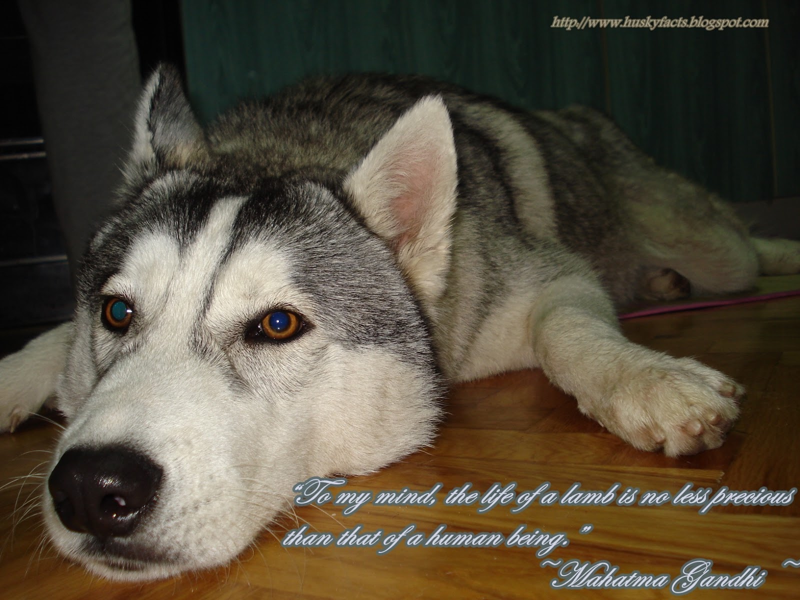 Husky Facts