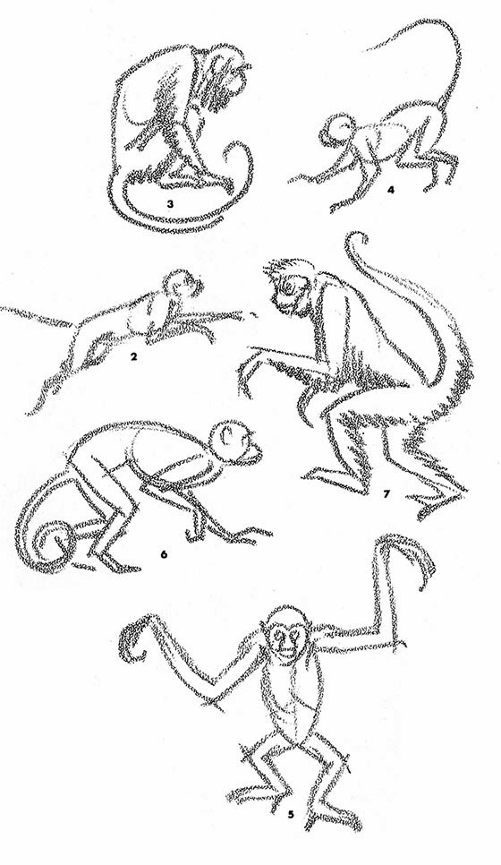 Creative Concepts: Drawing Animals Using Basic Shape Construction