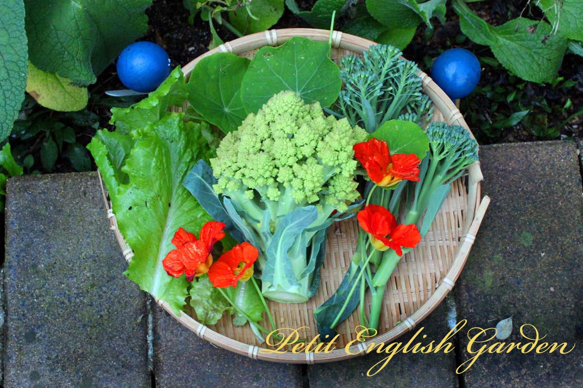 Petit English Garden of MARPLE & POIROT: HOME-GROWN VEGETABLE SALAD ...
