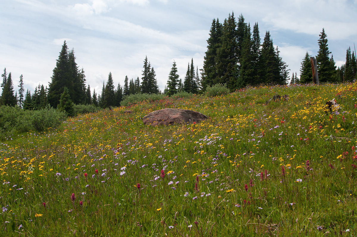 A Tree Falling: Shrine Mountain Trail