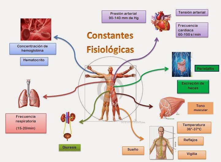 Fisiología básica: Constantes Fisiológicas