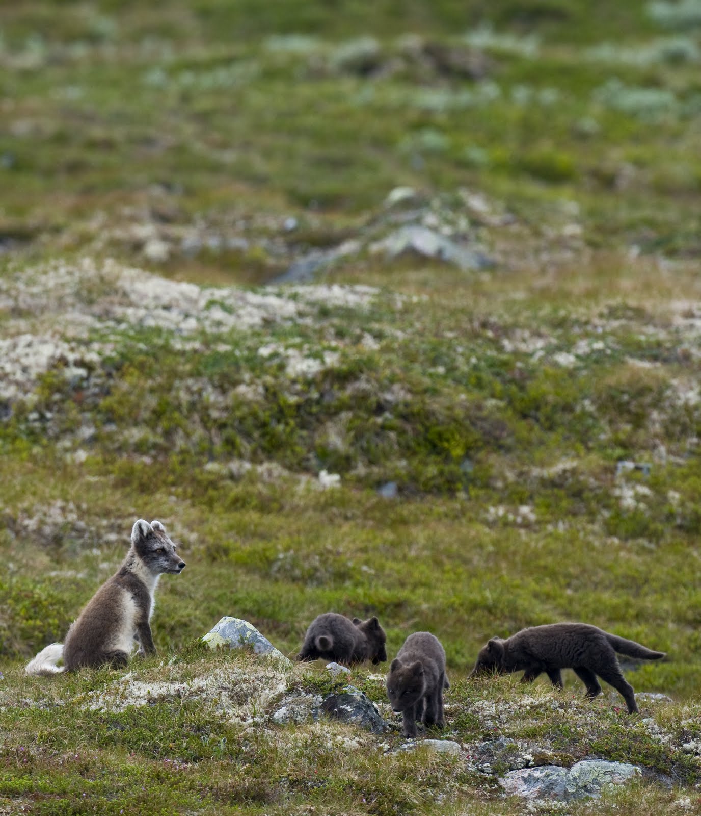 Naturarkivet: Sensitiv informasjon om fjellrev og andre truede dyr skal ...
