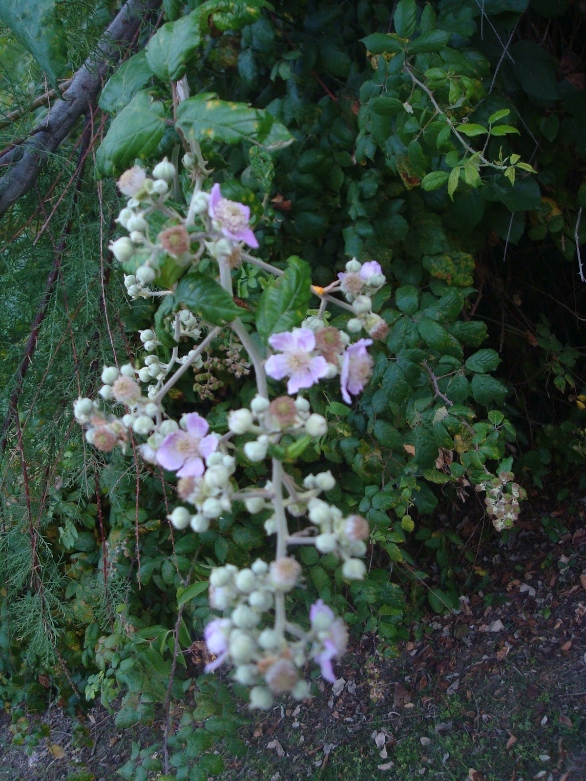 parquealamillo-encinarosa: Zarza / Rubus fruticosa