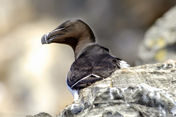 LUNACIELOAZUL: Alca.