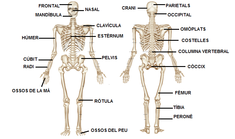 Educació Física Escola Mas Prats: El cos humà i el moviment