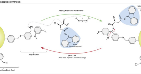 Peptide Synthesis: Solid Phase Peptide Synthesis(SPPS) - Pepmic Co., Ltd