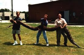 Pitón reticulada (Python reticulatus)