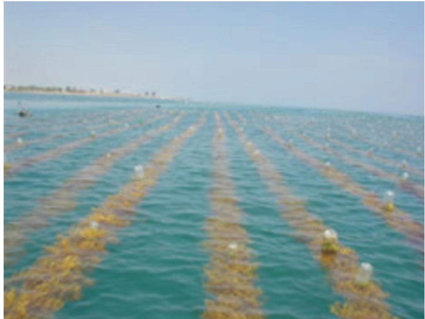 Boleh Dapat RM20K Jual Rumpai Laut? ~ Maui's beauty Wifey