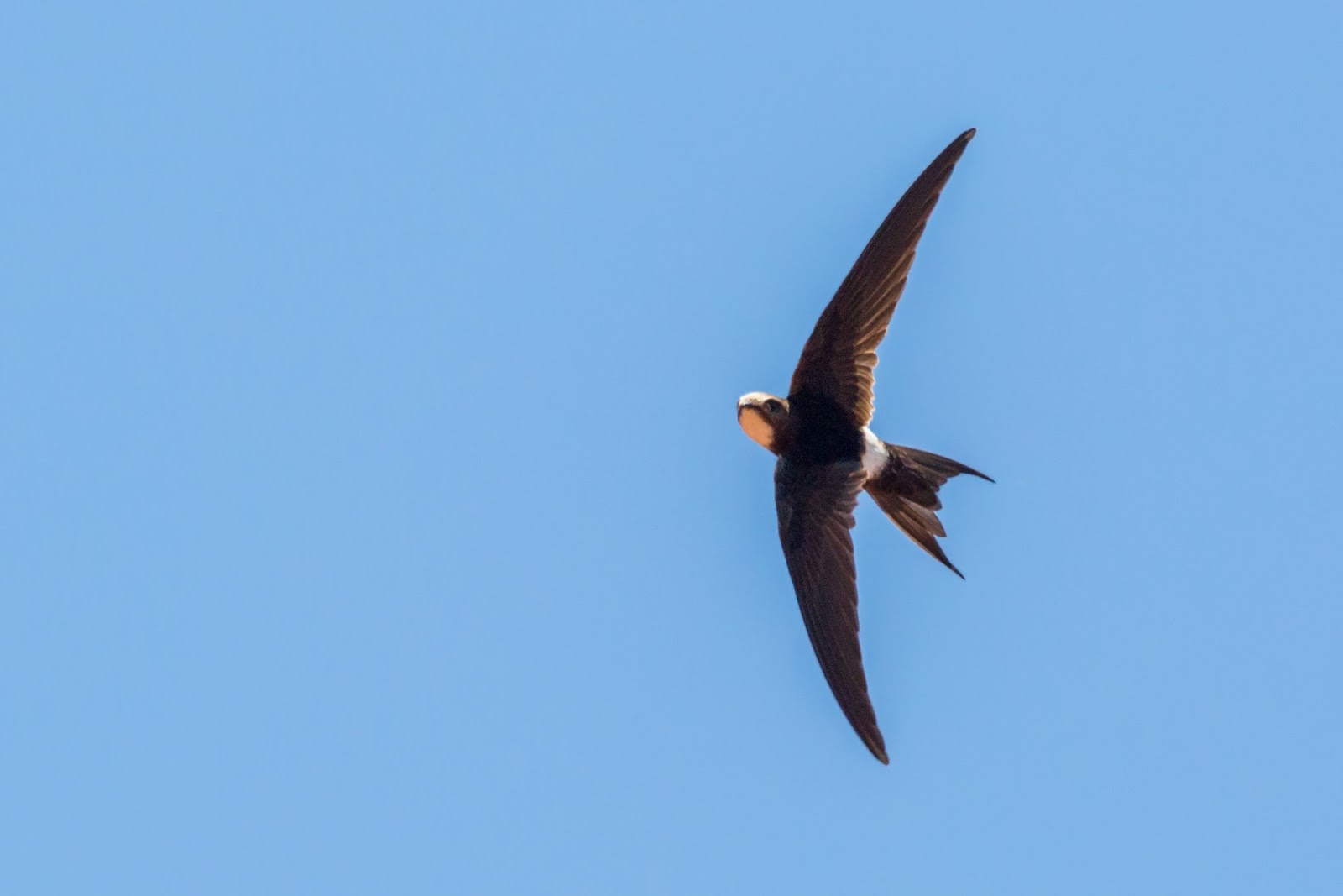 Wildlife Diaries: SW Spain & Portugal & Separating adult Pallid Swift ...