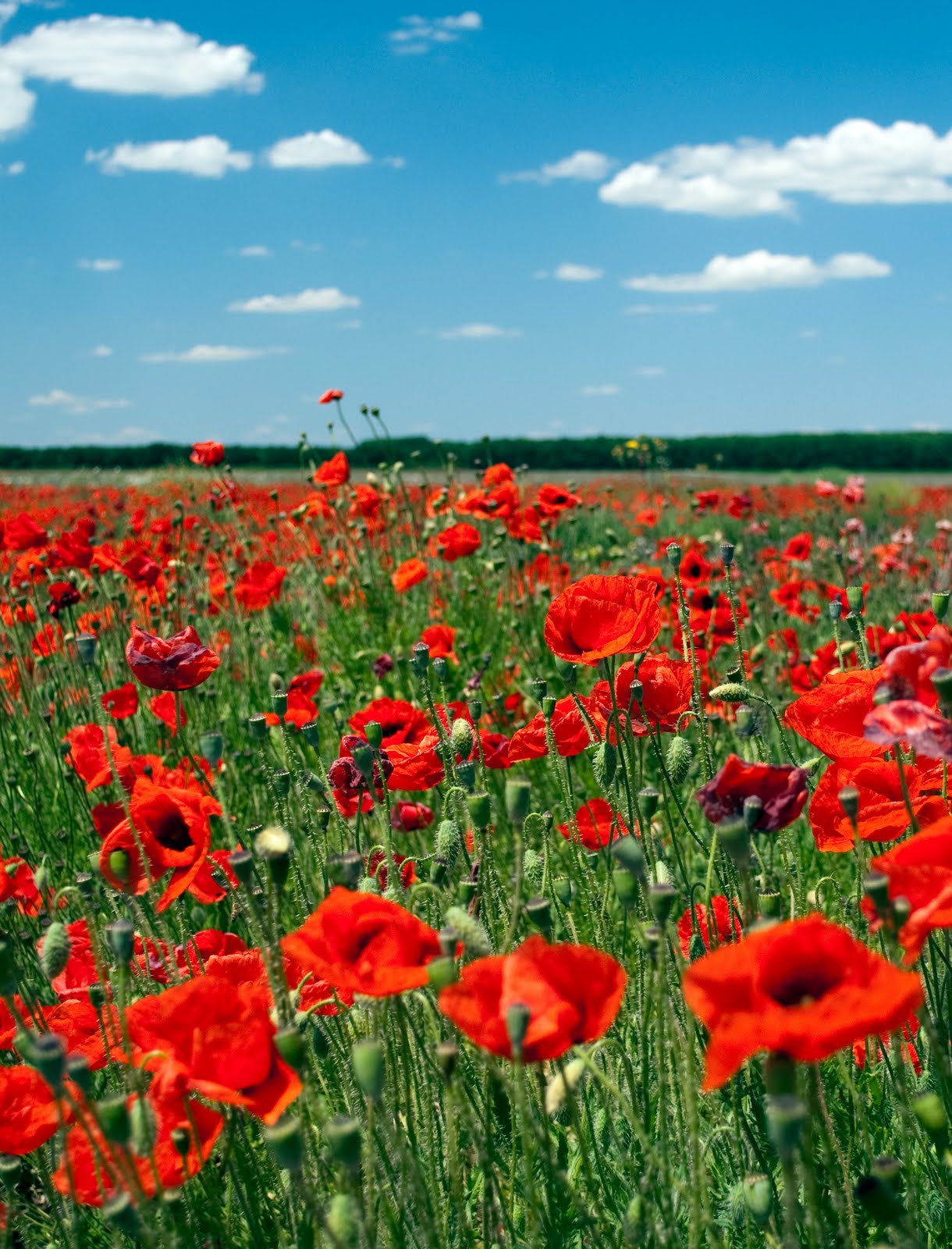 SUNFLOWER: Floarea de Mac