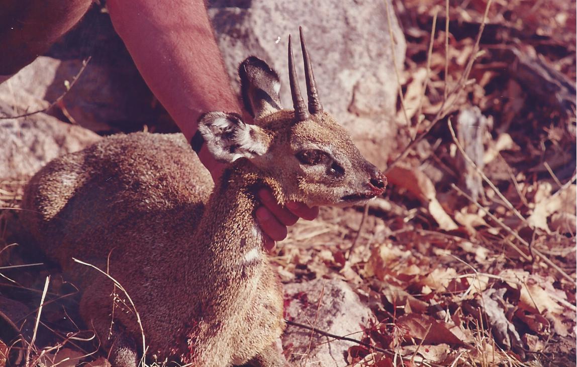 HUNTING-FISHING-OUTDOORS and MORE: KLIPSPRINGER