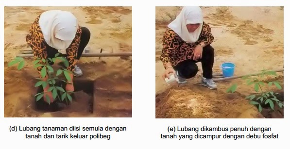 Info Anda: Cara Penanaman Getah | Tanah2Getah