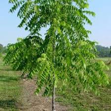 Jammu and Kashmir Medicinal Plants Introduction Centre: Black Walnut ...